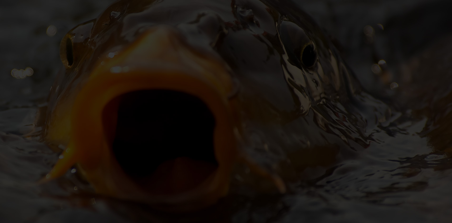 wraysburybait.co.uk – Carp Fishing Bait